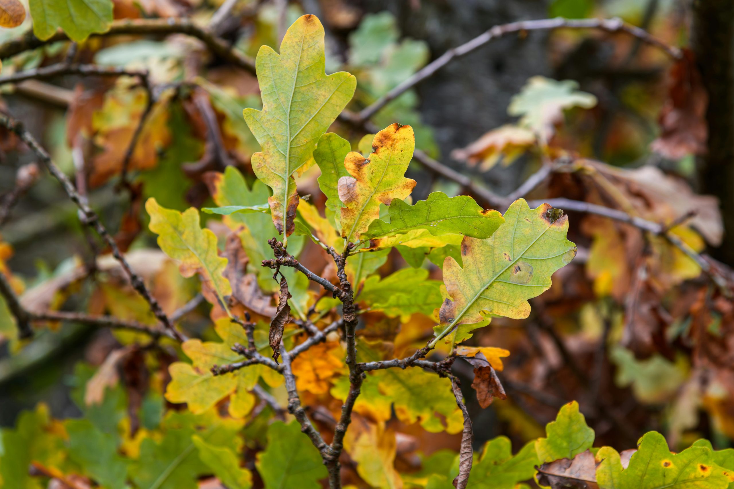 How To Spot the Early Signs of Tree Disease